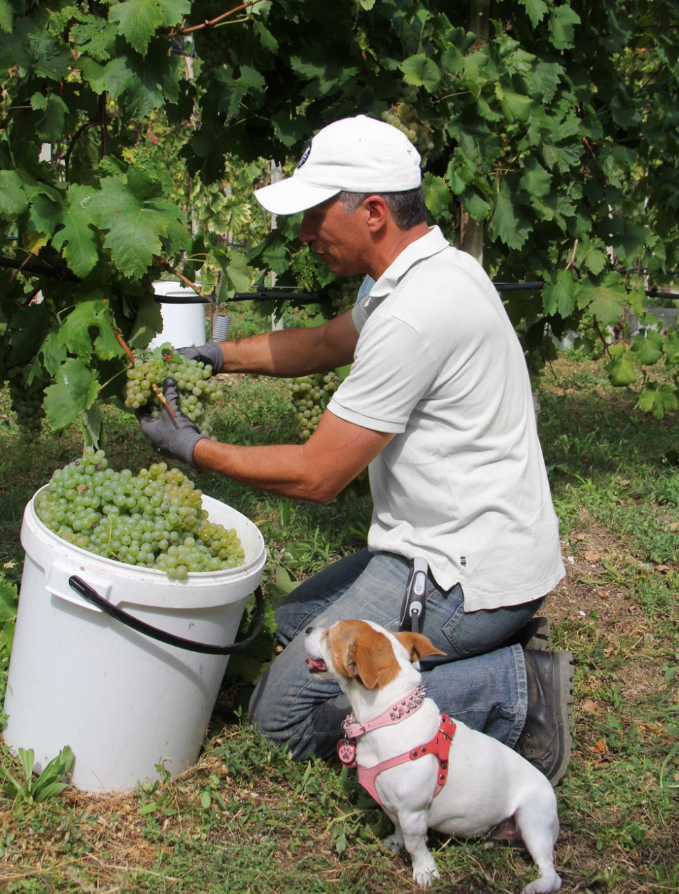 TRADITION | Altaneve